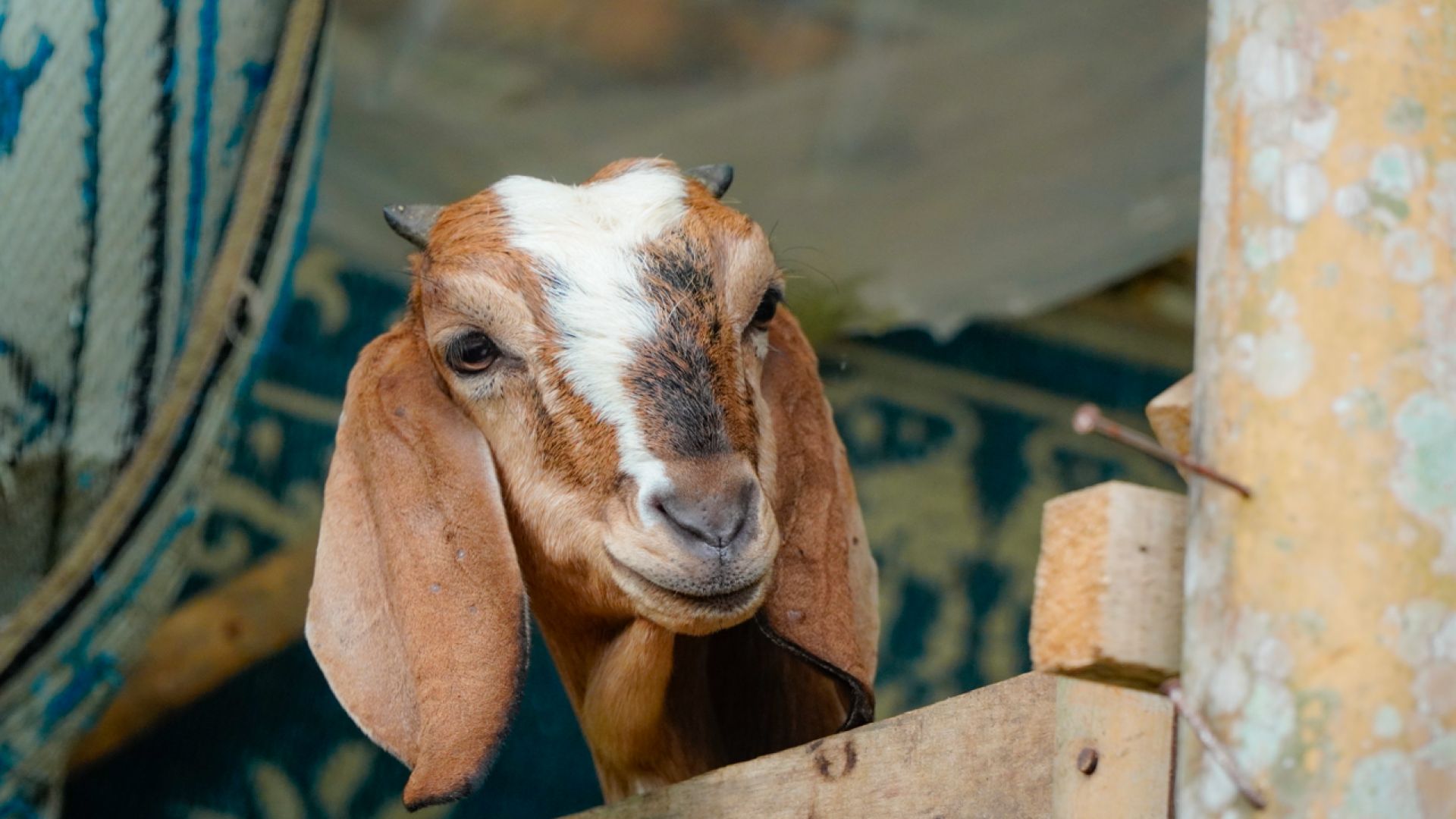 Cinta Rasulullah dengan Ikut Berqurban