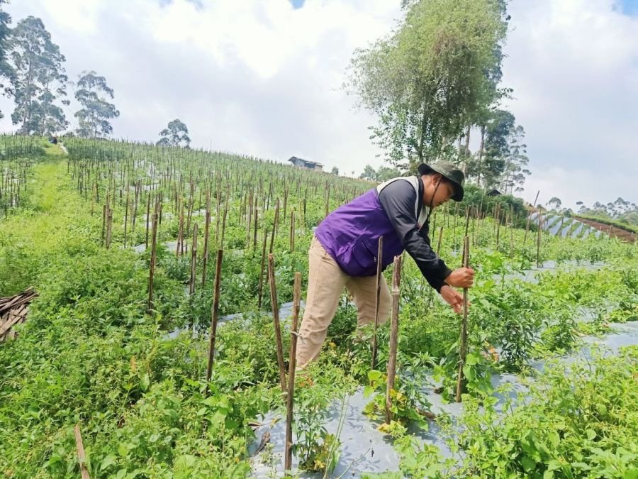 BMM Lakukan Proses Pemasangan Tiang Ajir Pada Tanaman Cabai Keriting